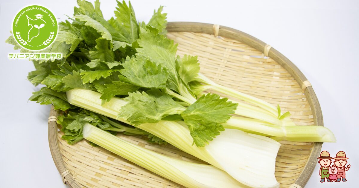 初心者必見！セロリ栽培のコツと育て方の全知識
